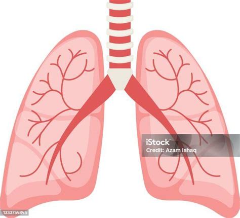 인간 폐 개념 호흡기 벡터 색상 아이콘 디자인 장기 시스템 기호 인간 해부학 기호 인체 부품 스톡 일러스트 결핵균에 대한 스톡 벡터 아트 및 기타 이미지 Istock