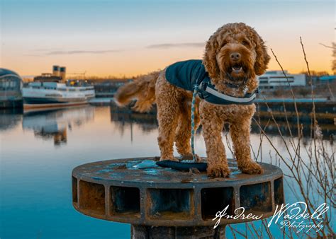 How Stunning Is Archie The Cockapoo Blue Ridge Doodles