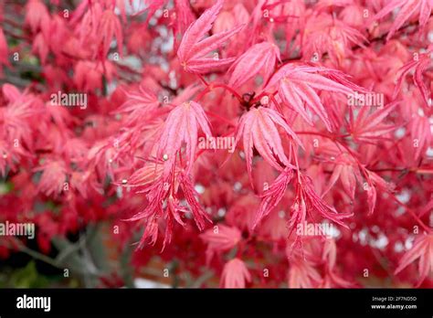 Five Lobed Leaves Hi Res Stock Photography And Images Alamy