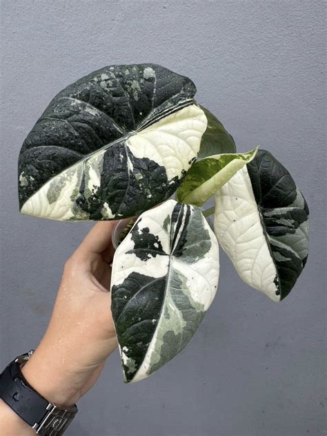 Alocasica Maharani Albo Tissue Culture Growers Choice