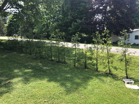 Dying White Cedar Rarborists