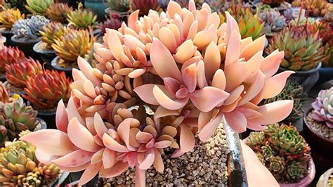 💖다육판매💖잘봐~다육이들 싸움이다😎누가누가 더 예쁜가 완전 빅매치야화분별도다육이 이천 Succulent 多肉植物