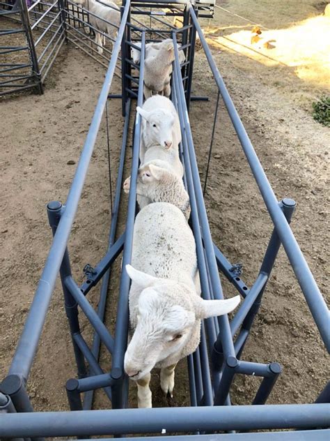 Maximise Efficiency With Algars Versatile Sheep Handling System Proagri