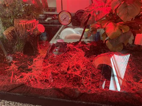 Afs Sex And Species Rscorpions