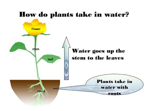How Does Water Go Up The Stem Of A Plant How Do Plants Take In Water