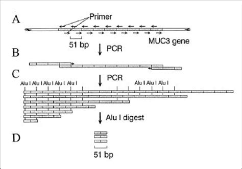 amplification of the tandem repeat region by repeat specific primers