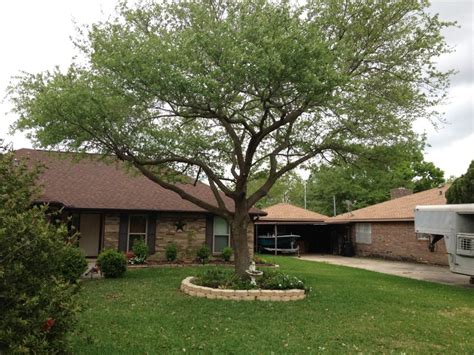 Types Of Tree Trimming Texas Tree Team Houston Tree Service Consulting Arborists