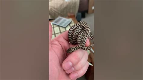 Banded Pygmy Python Respiratory Problem Youtube