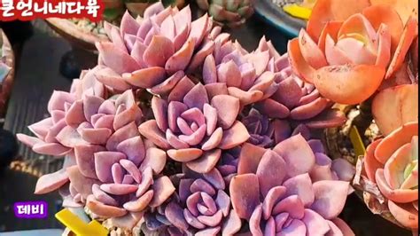 다육이의 예쁜 모습을 여름엔 보기 어렵죠 힐링 영상입니다 Youtube