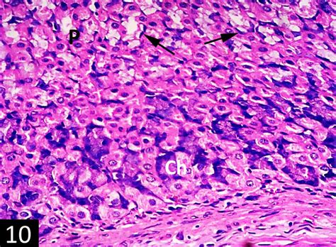 A Photomicrograph Of A Section In Rats Fundic Mucosa Of Sofosbuvir And