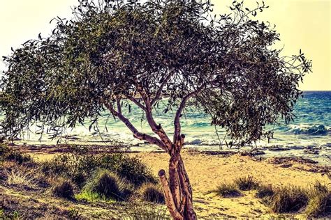 Free Picture Tree Water Wood Beach Beautiful Grass Sea Sky Summer