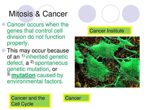 Why Do Cells Divide P Ppt Download