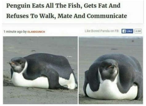 Best R Linux Irl Images On Pholder SystemD Irl