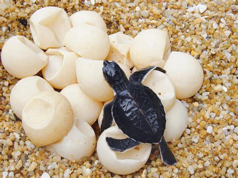 Leatherback Sea Turtle Eggs