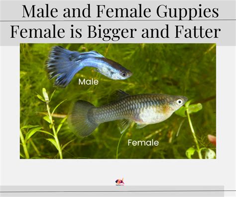 How To Tell Male And Female Guppies Apart Photos And Quiz Pet Fish Pro