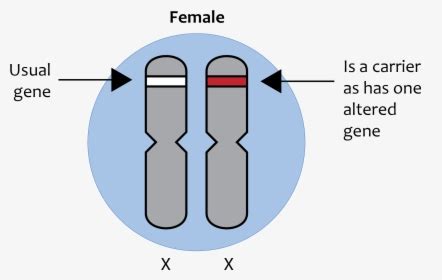 X Linked Recessive Inheritance Sex Linked Gene Drawing HD Png Download Transparent Png