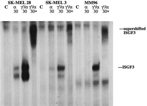 However The Amount Of Isgf3 Binding To The Isg15 Oligonucleotide Probe Download Scientific