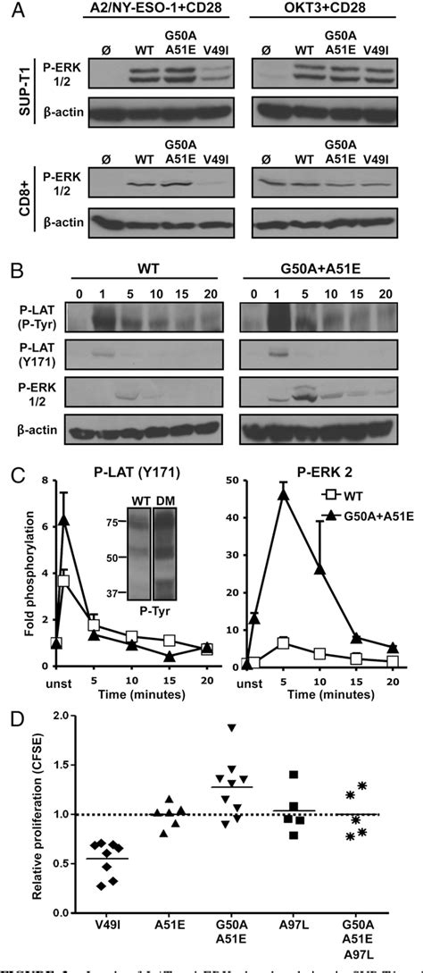 Figure 1 From Evidence For A Tcr Affinity Threshold Delimiting Maximal