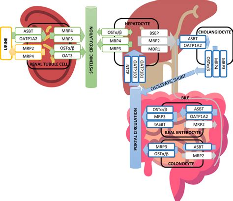 A Scheme Of Enterohepatic And Systemic Circulation Of Bile Acids And Download Scientific