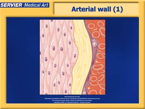 Ppt Arteries Physiology Powerpoint Presentation Free Download Id