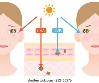 Uv Rays Skin Protection Images Stock Photos D Objects Vectors Shutterstock