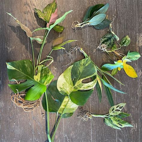 Root Division Propagation Root Division Propagation Root Division Propagation Root Division Propagation