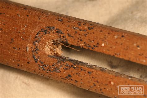 Bed Bug Gallery Bed Bug FoundationBed Bug Foundation