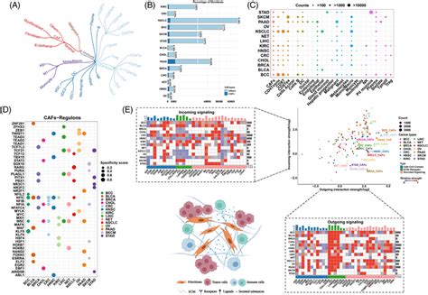 Intercellular Crosstalk And Transcriptional Analysis Of Cafs In Download Scientific Diagram