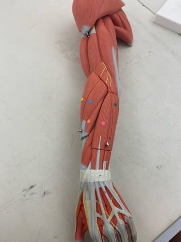 Arm Model Part 6 Flashcards Quizlet