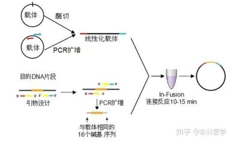 实验操作 I 如何自己构建质粒，步骤及原理详解 知乎