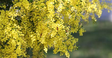 Bush Beauty A Guide To Caring For Australian Wattle Trees Muru Mittigar