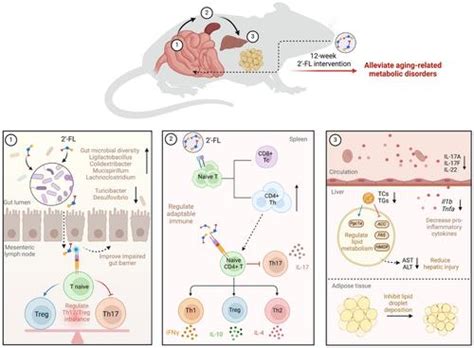 2 岩藻糖基乳糖通过调节肠道微生物组 T 细胞轴减轻与衰老相关的代谢紊乱 Aging Cell X Mol