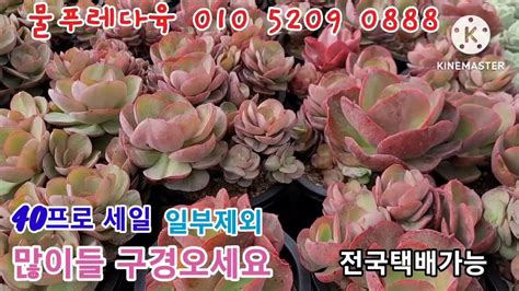 520 카드결제가능40세일 블루서프라이즈크리스피뷰티피치스앤크림핑크샴페인슈퍼볼카시오적금러우금수연로즈베어몽블랑 Youtube