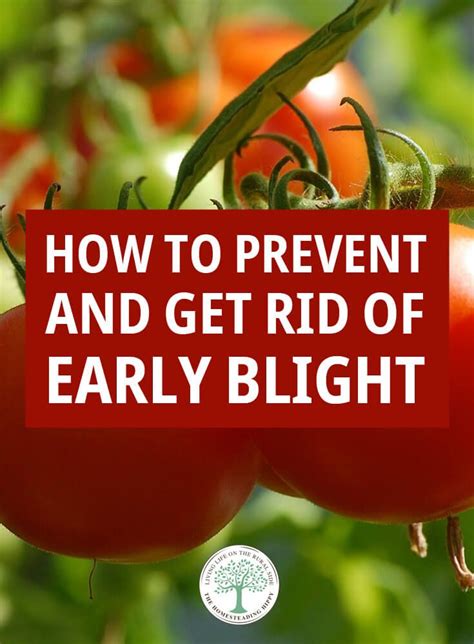 Tomatoes Growing On The Vine With Text Overlay How To Prevent And Get