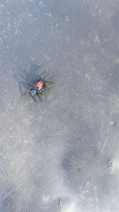 What Spider Is This Nsw Australia Rspiders