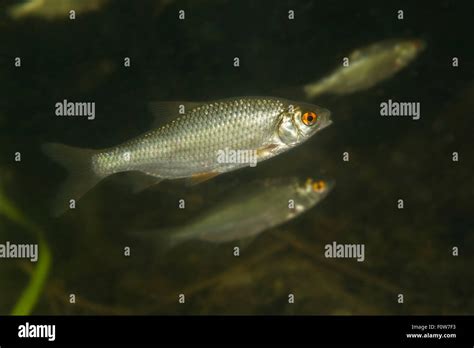 Rutilus rutilus hi-res stock photography and images - Alamy