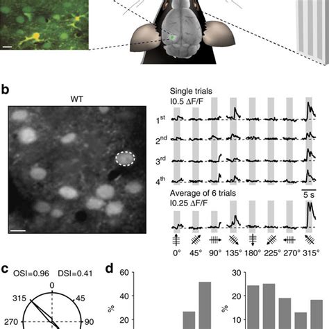 Orientation And Direction Tuning Of Visual Cortex Neurons In 810