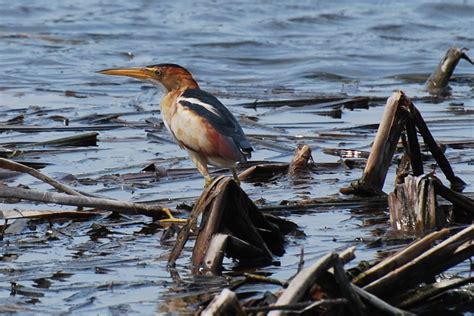 Elusive Least Bittern Provides Big Addition To Life List Our Fine