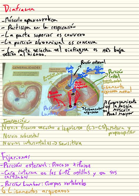 Diafragma Anatomía Humana Studocu