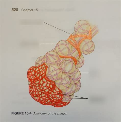 Anatomy Of Alveoli Paramedic Class 2023 Diagram Quizlet