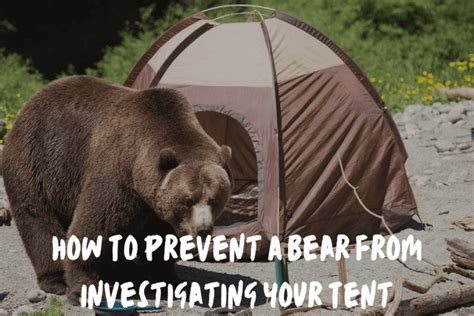What To Do If A Bear Is Outside Your Tent
