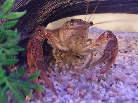 Feeder Crayfish Saved Lol Rcrayfish