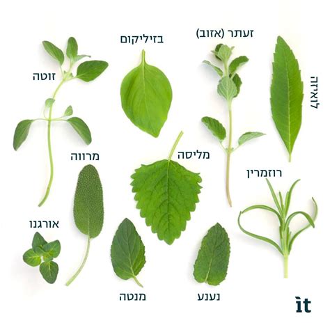 להכניס טבע הביתה Plant It בואו להכיר את המשתתפים בפופאפלנט איט צמחי תבלין 👇🏻 מעבר לנבחרת