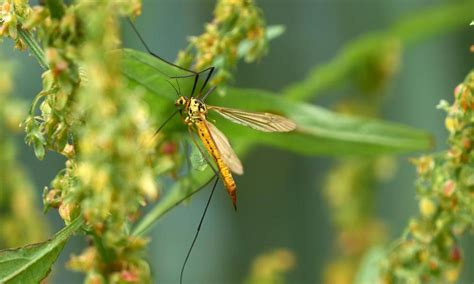 Focus On Crane Fly Larvae Trustatrader