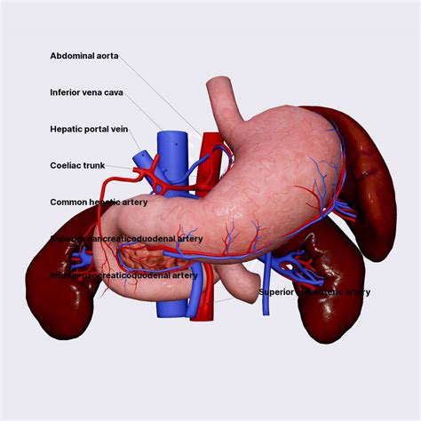 Superior Mesenteric Artery Model