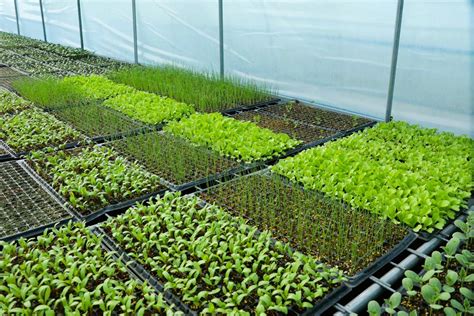 Хүнсний хувьсгал ын хүрээнд шинээр 7 шилэн хүлэмж ашиглалтанд оруулна