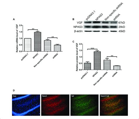 Correlation Of Neuronal Pas Domain Protein 3 Npas3 And Vgf In Rat