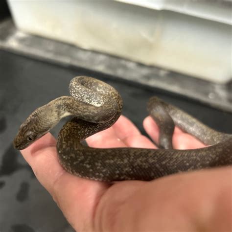 Macklots Python Macklots Python By Djm Reptiles