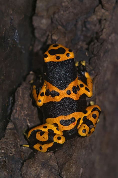 Closeup On A Colorful Yellow Banded Posion Dart Frog Dendrobates Leucomelas Stock Image Image