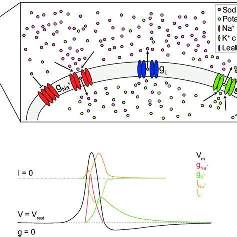Visual Representation Of The Function Of A Hodgkin Huxley Model A On Download Scientific